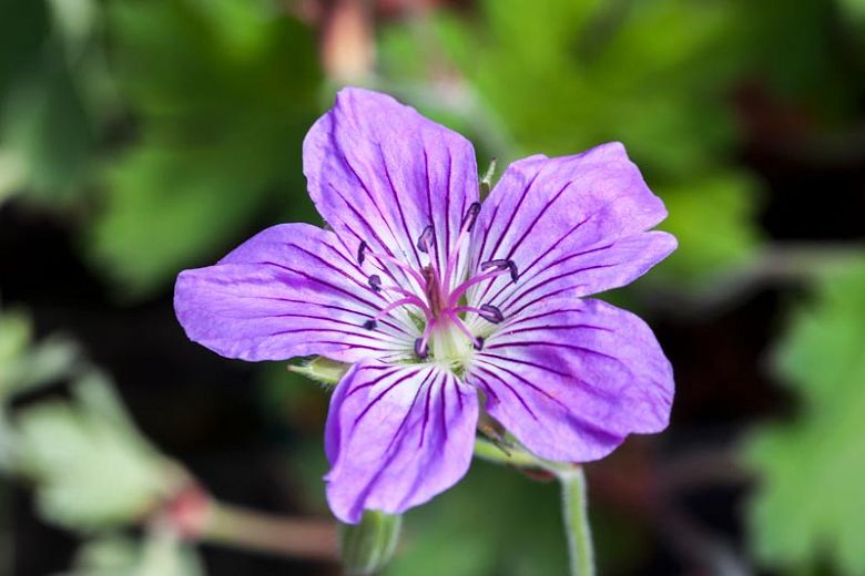 GERANIUM wlassovianum – Rocky Dale Gardens Plant Catalog