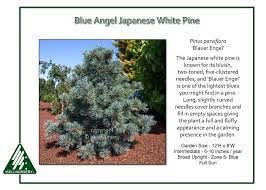 PINUS parviflora ‘Blue Angel’ (Blauer Engel) – Rocky Dale Gardens Plant ...