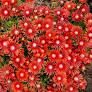 DELOSPERMA ‘Red Mountain Flame’ – Rocky Dale Gardens Plant Catalog