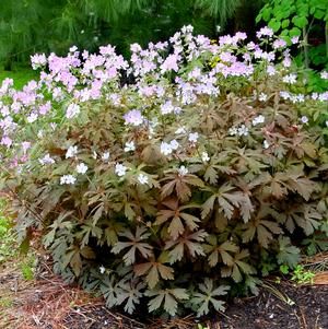 GERANIUM maculatum ‘Espresso’ – Rocky Dale Gardens Plant Catalog