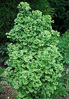 GINKGO biloba ‘Slovakian Princess’ – Rocky Dale Gardens Plant Catalog