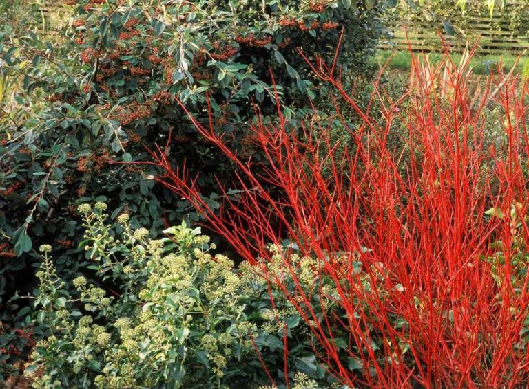 CORNUS sericea ‘Firedance’ – Rocky Dale Gardens Plant Catalog