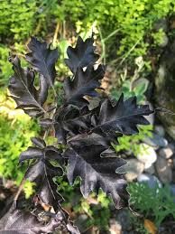 FAGUS sylvatica ‘Rohan Red Weeping’ – Rocky Dale Gardens Plant Catalog
