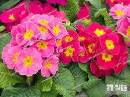 PRIMULA ‘Supernova Pink’ – Rocky Dale Gardens Plant Catalog