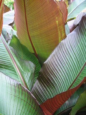 ENSETE ventricosum ‘Maurelii’ – Rocky Dale Gardens Plant Catalog