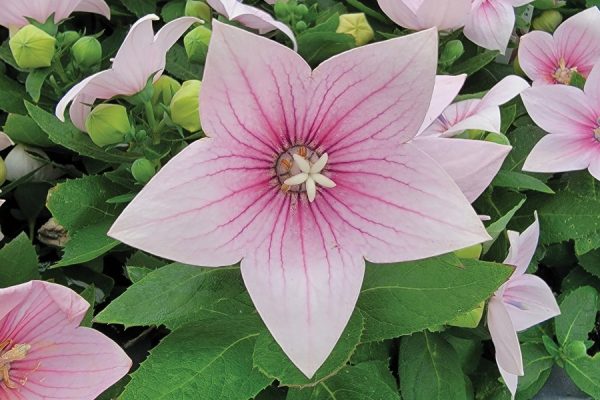 PLATYCODON ‘Popstar Pink’ – Rocky Dale Gardens Plant Catalog