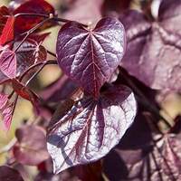 Cercis canadensis ‘Black Pearl’ – Rocky Dale Gardens Plant Catalog